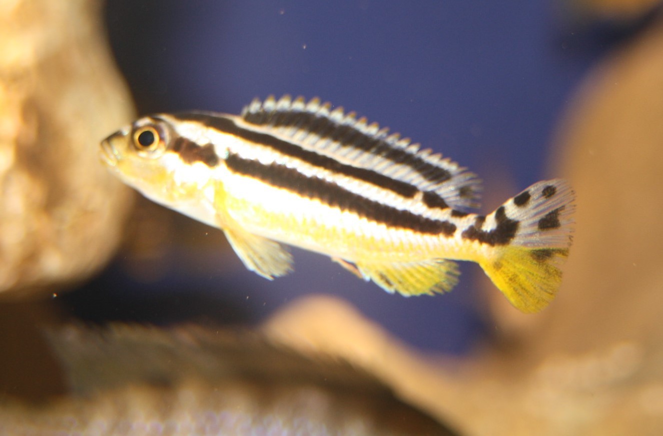 Malawi Buntbarsch (Melanochromis chipokae) | SW10077