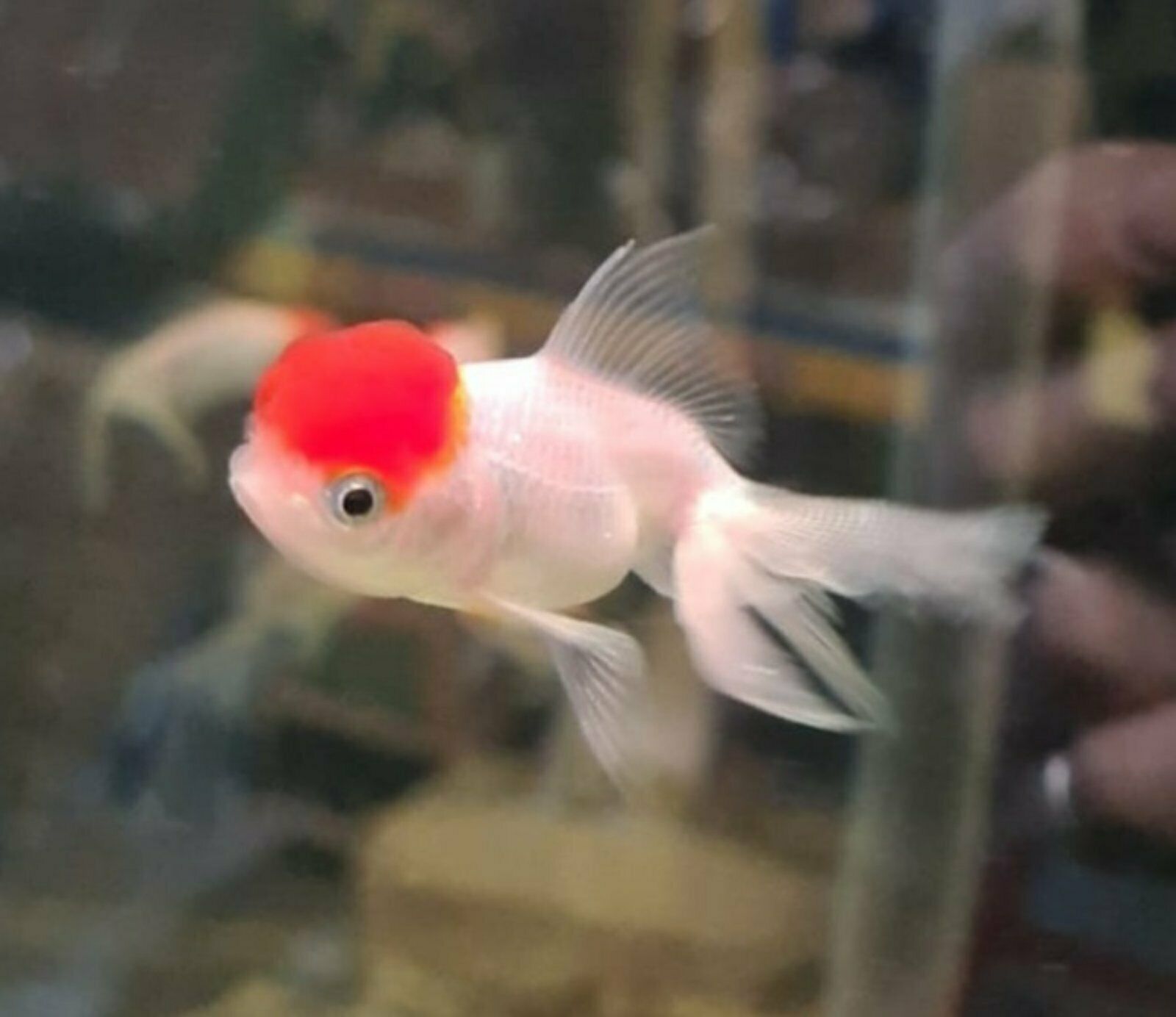 Schleierschwanz Goldfisch Oranda rot/weiß 4-7cm | SW10245