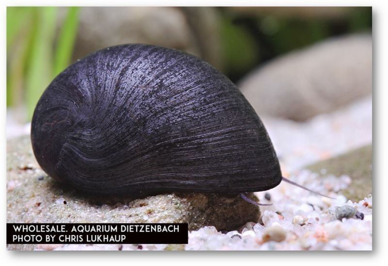 Anthrazit-Napfschnecke - Neritina pulligera (Algenfresser) | SW10212