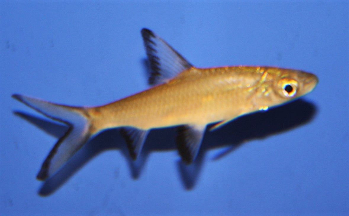 Barben und Schmerlen fürs Aquarium kaufen