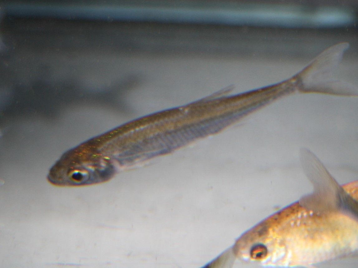 Moderlieschen(Leucaspius delineatus) | SW10181